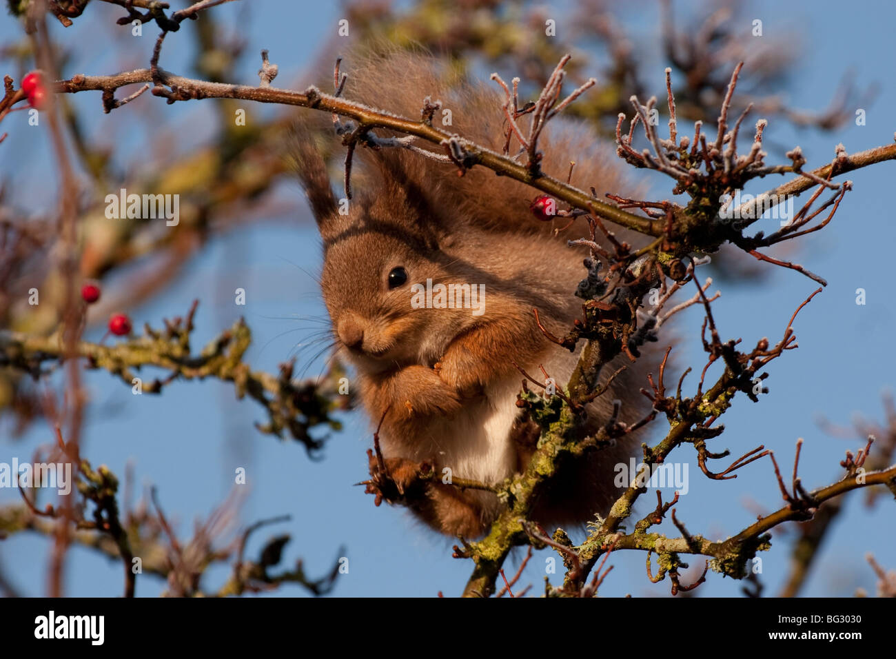 Red Squirrel stops to eat a hazelnut in Middleton, Freshwater, Isle of ...