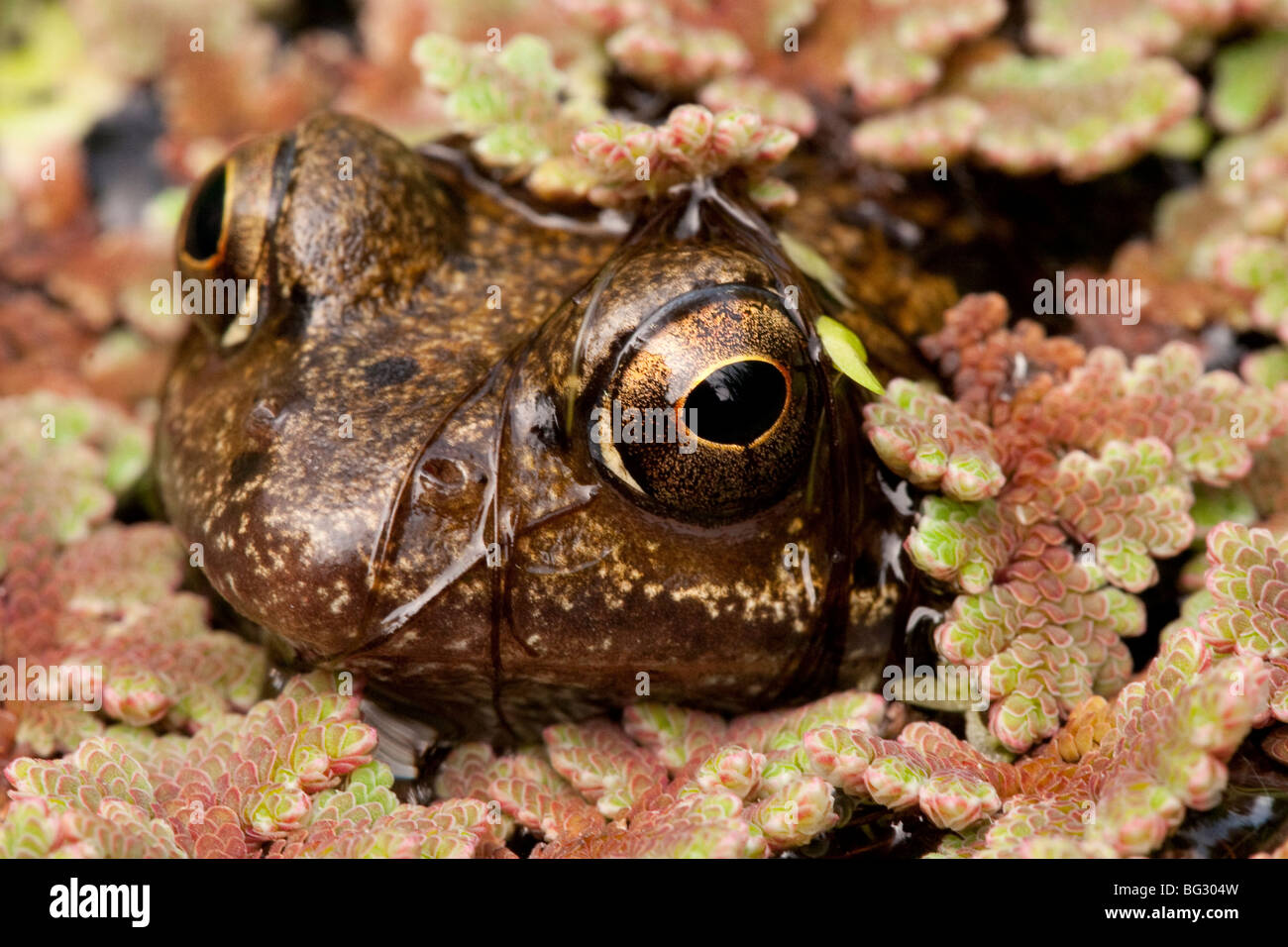 Frog Spawns High Resolution Stock Photography and Images - Alamy