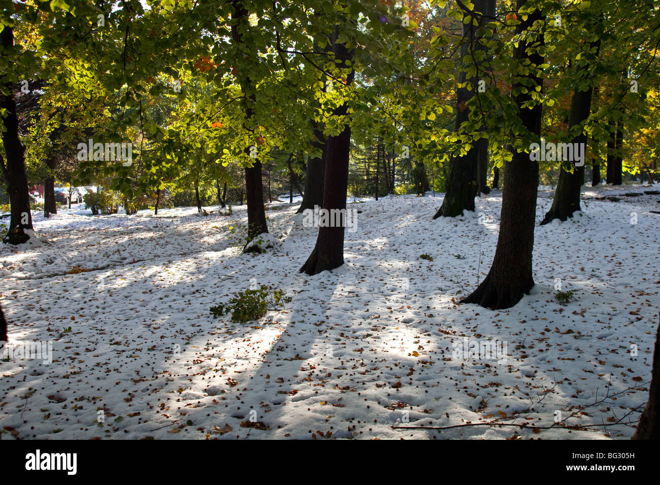 Early snow in a park with green trees Stock Photo - Alamy