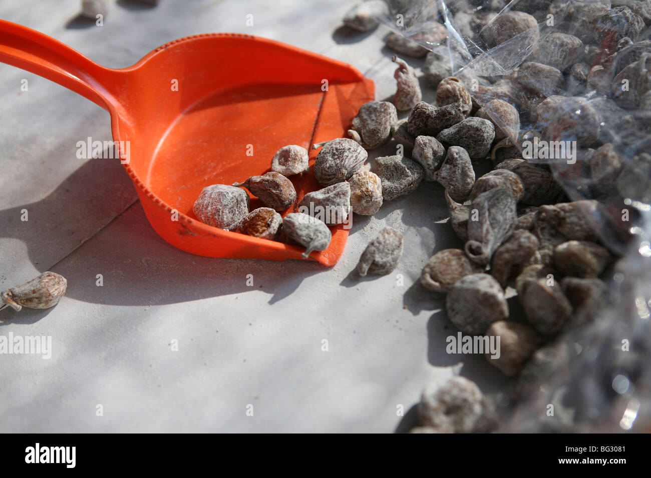 The san pedro fig hi-res stock photography and images - Alamy