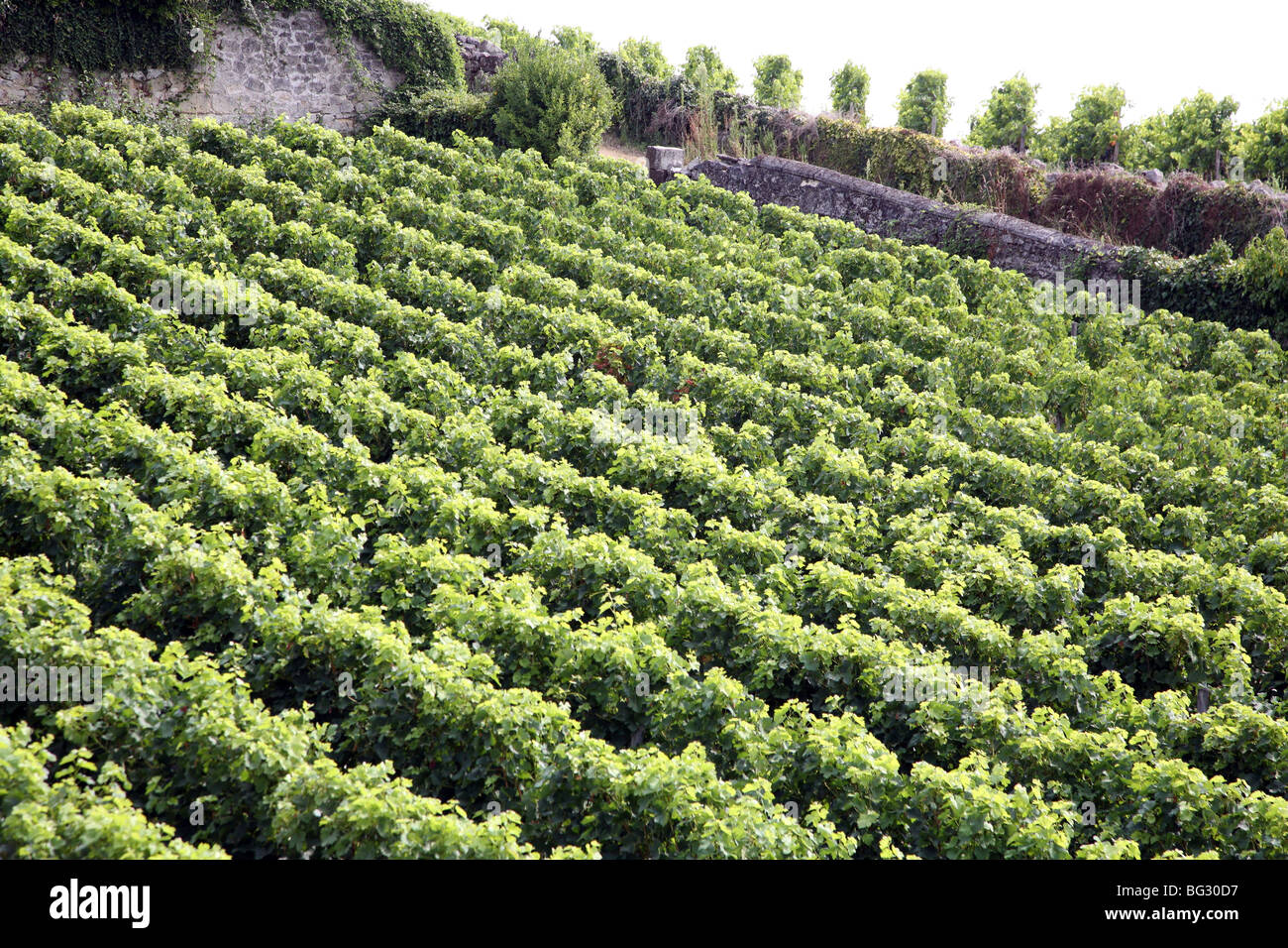 Vineyard in St Emilion, Bordeaux, France Stock Photo - Alamy