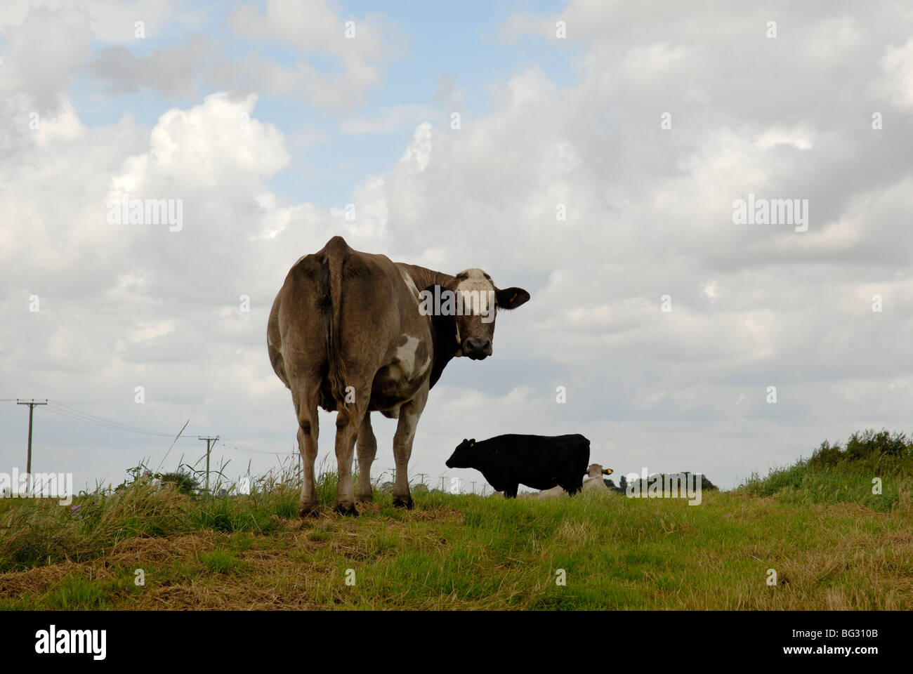 Cow rear end hi-res stock photography and images - Alamy