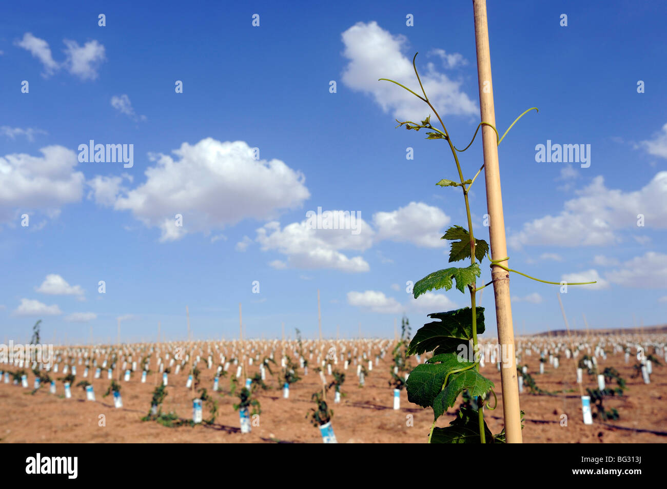 Israel vineyard hi-res stock photography and images - Alamy
