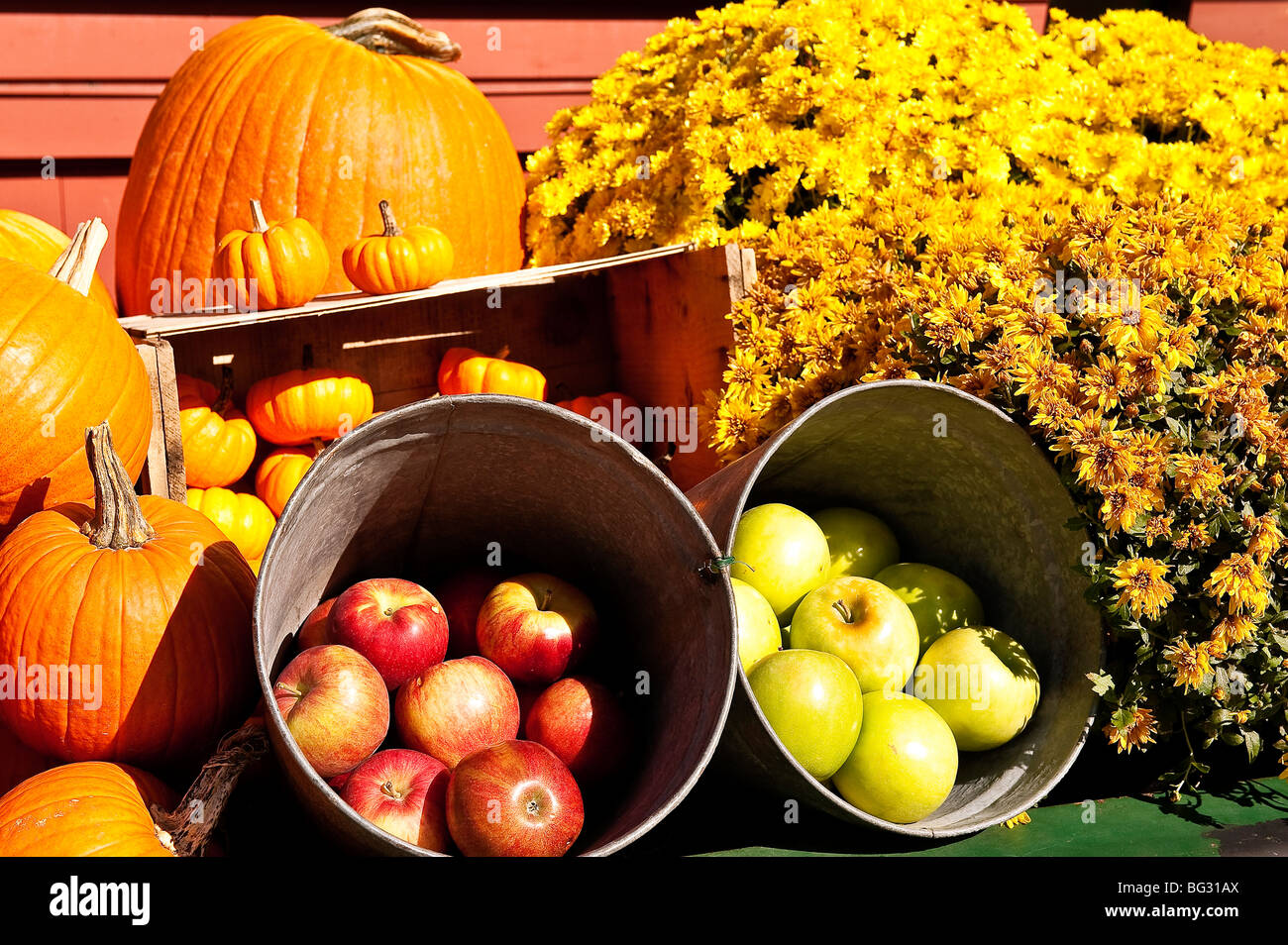 Colorful autumn display mums pumpkins hi-res stock photography and ...