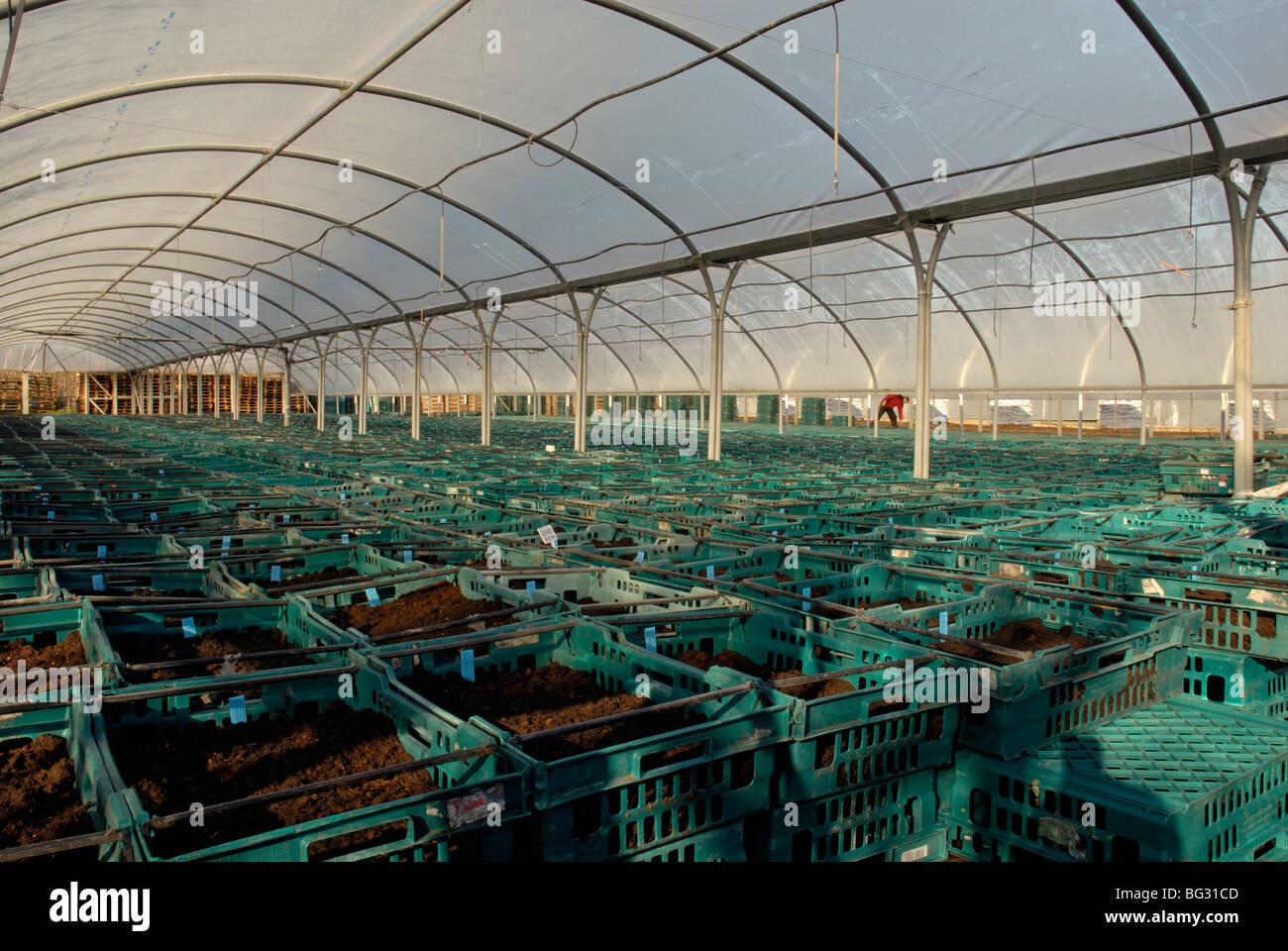 Strawberry farm kent hi-res stock photography and images - Alamy