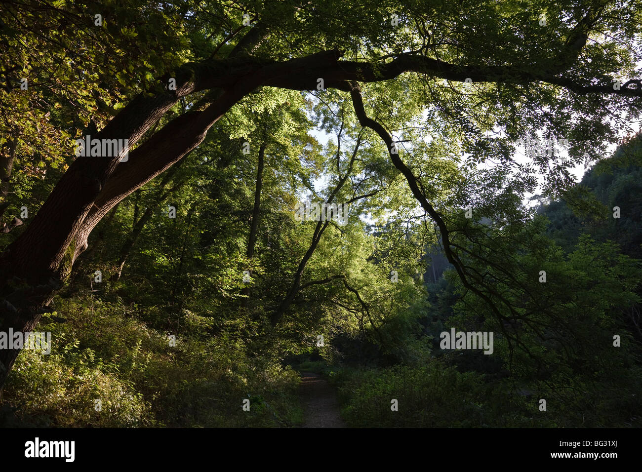 Footpath beneath ash trees in Bradford Dale, Youlgrave, Peak District ...