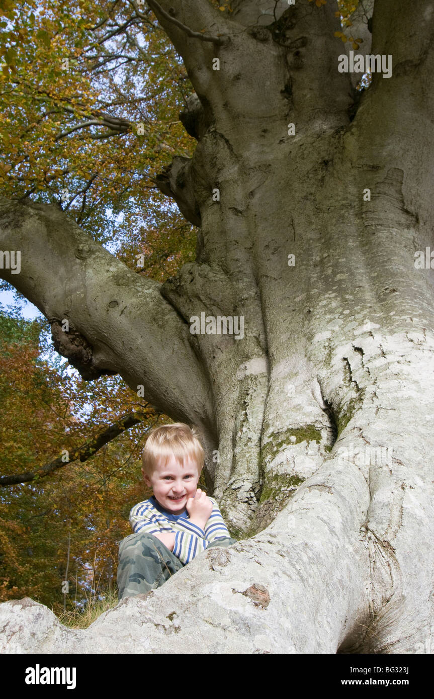 Beech tree fagus sylvatica small hi-res stock photography and images ...