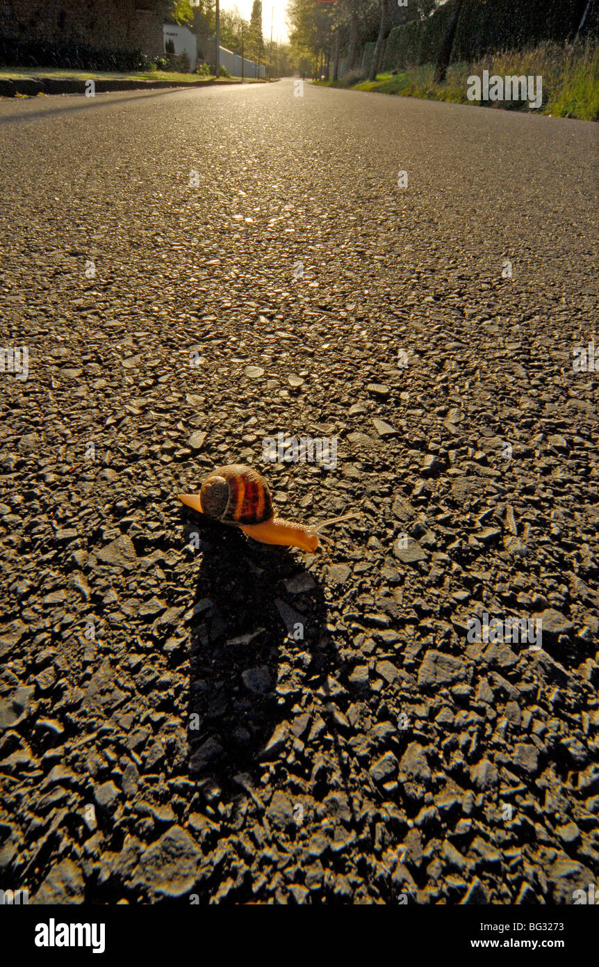A snail crossing a road Stock Photo - Alamy