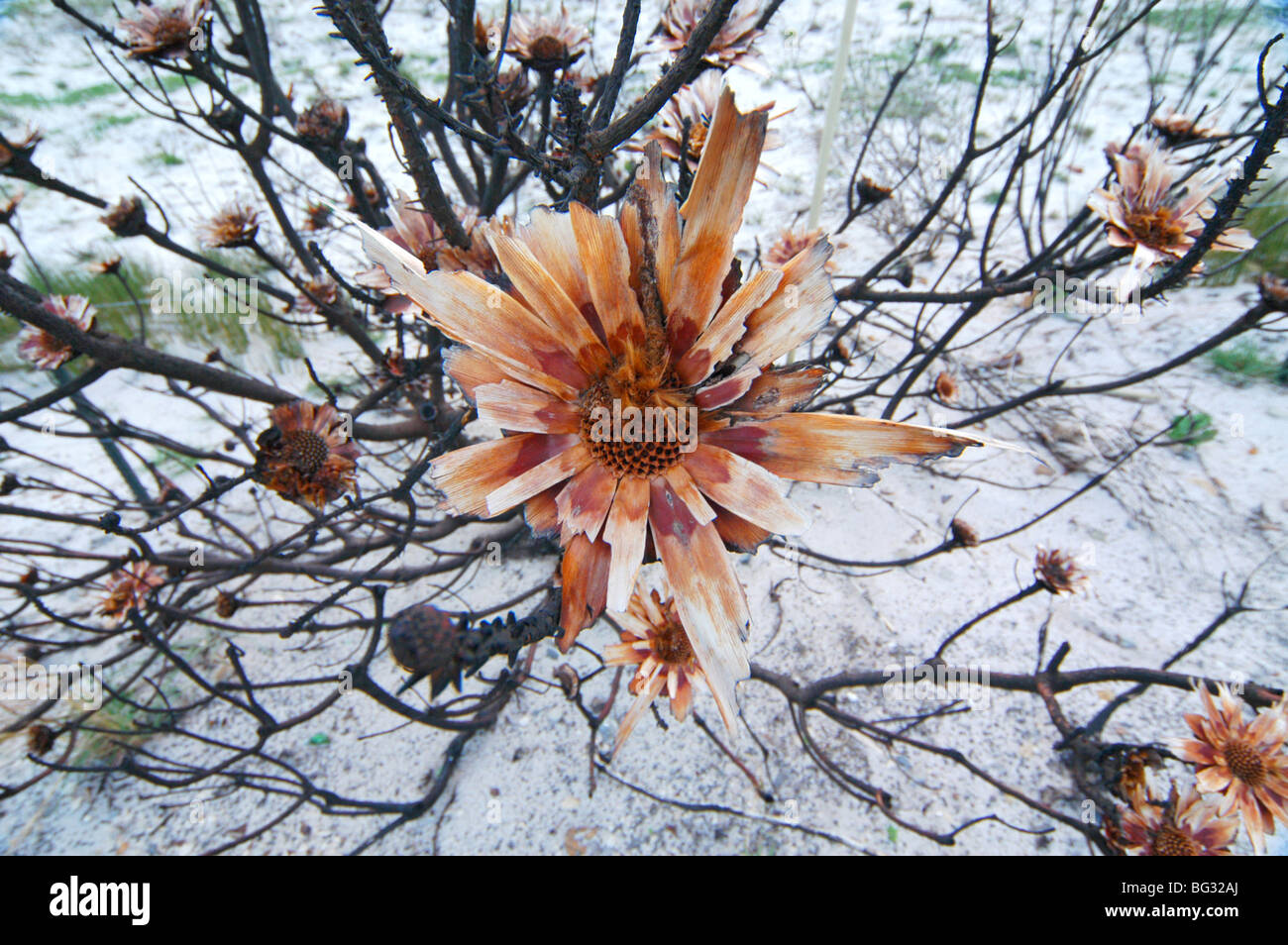 Protea africa flower fire hi-res stock photography and images - Alamy