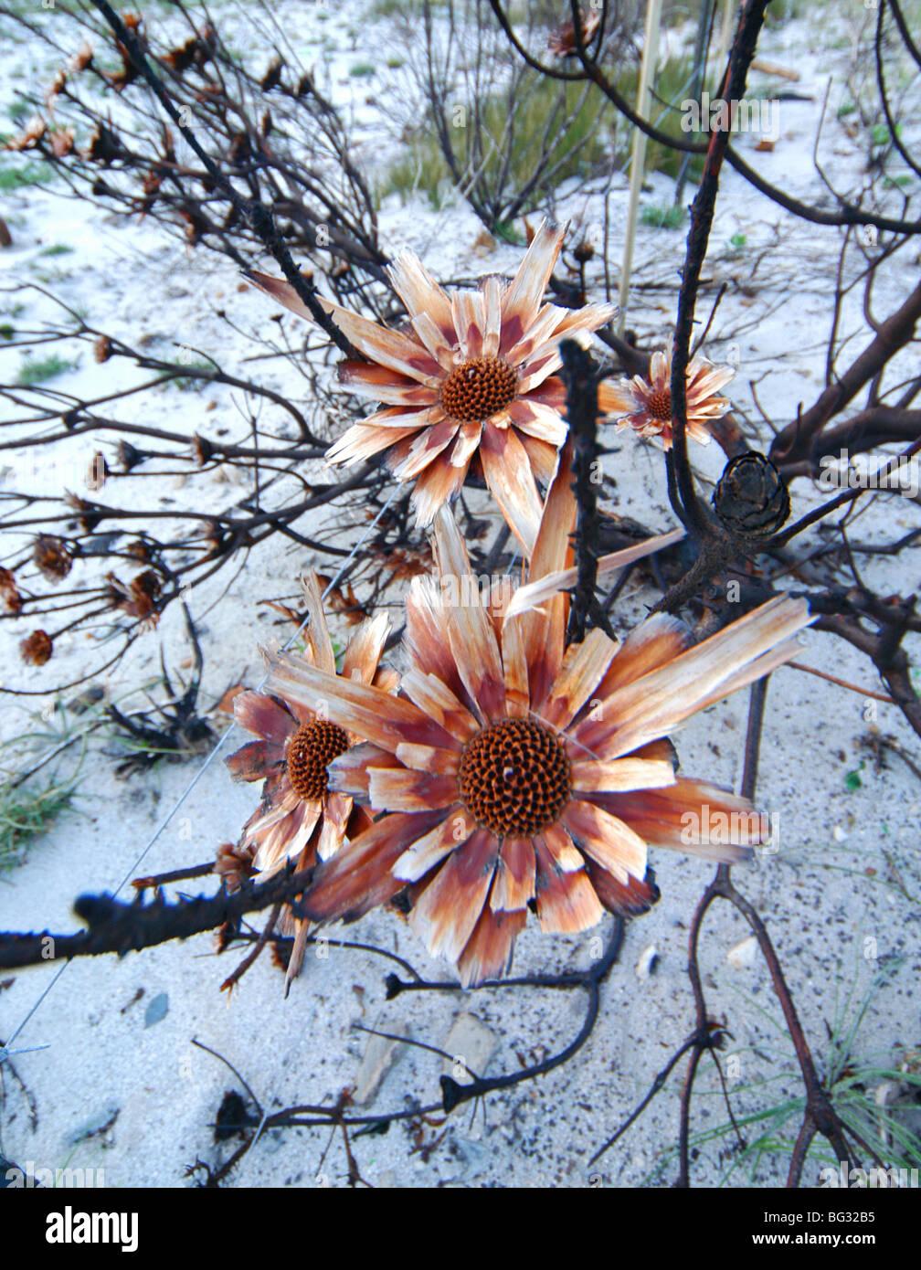 After the fire...burnt Proteas Stock Photo - Alamy