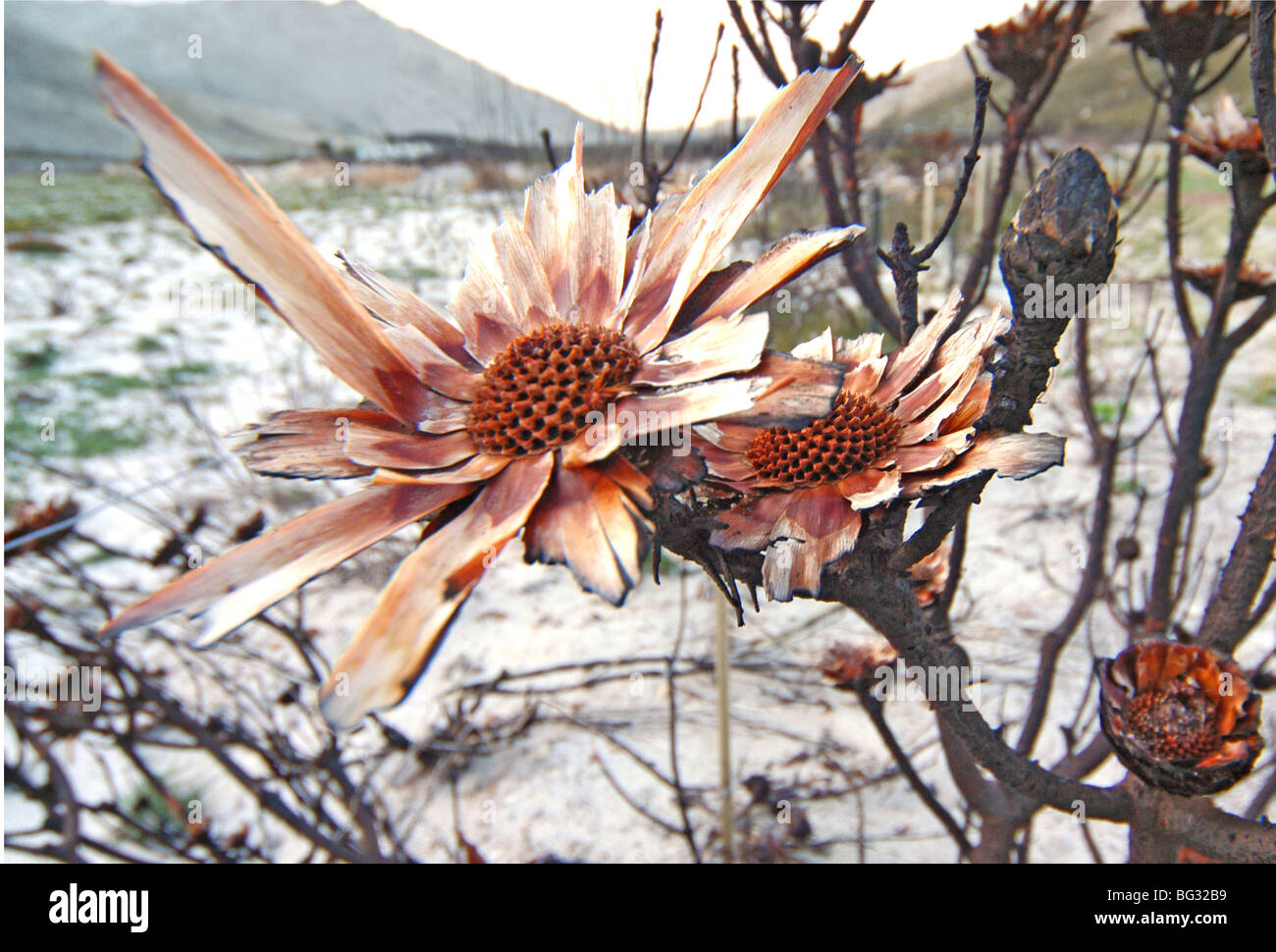 After the fire...burnt Proteas Stock Photo - Alamy
