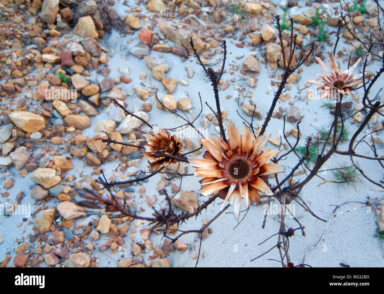 Protea flower and infertile sand and rocks after a bush fire Stock ...