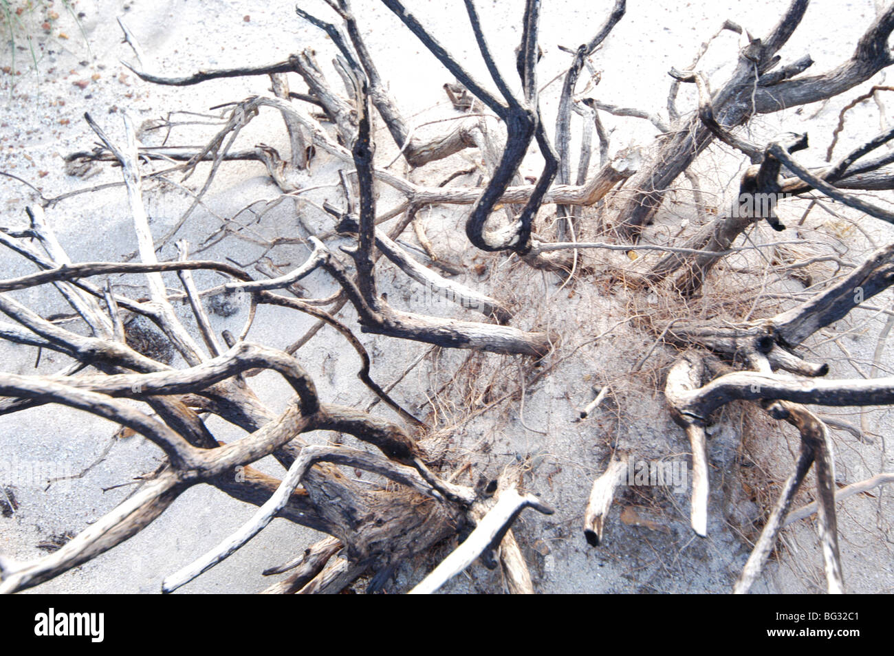 A burnt bush after a fire showing infertile soil and sand Stock Photo ...
