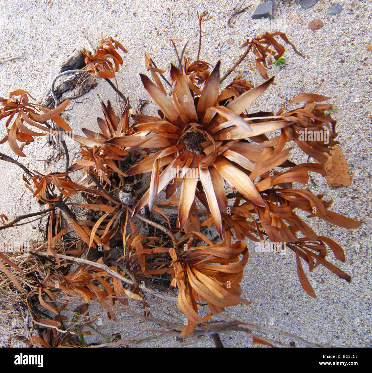 this protea was still standing proud after surviving a bush fire at ...