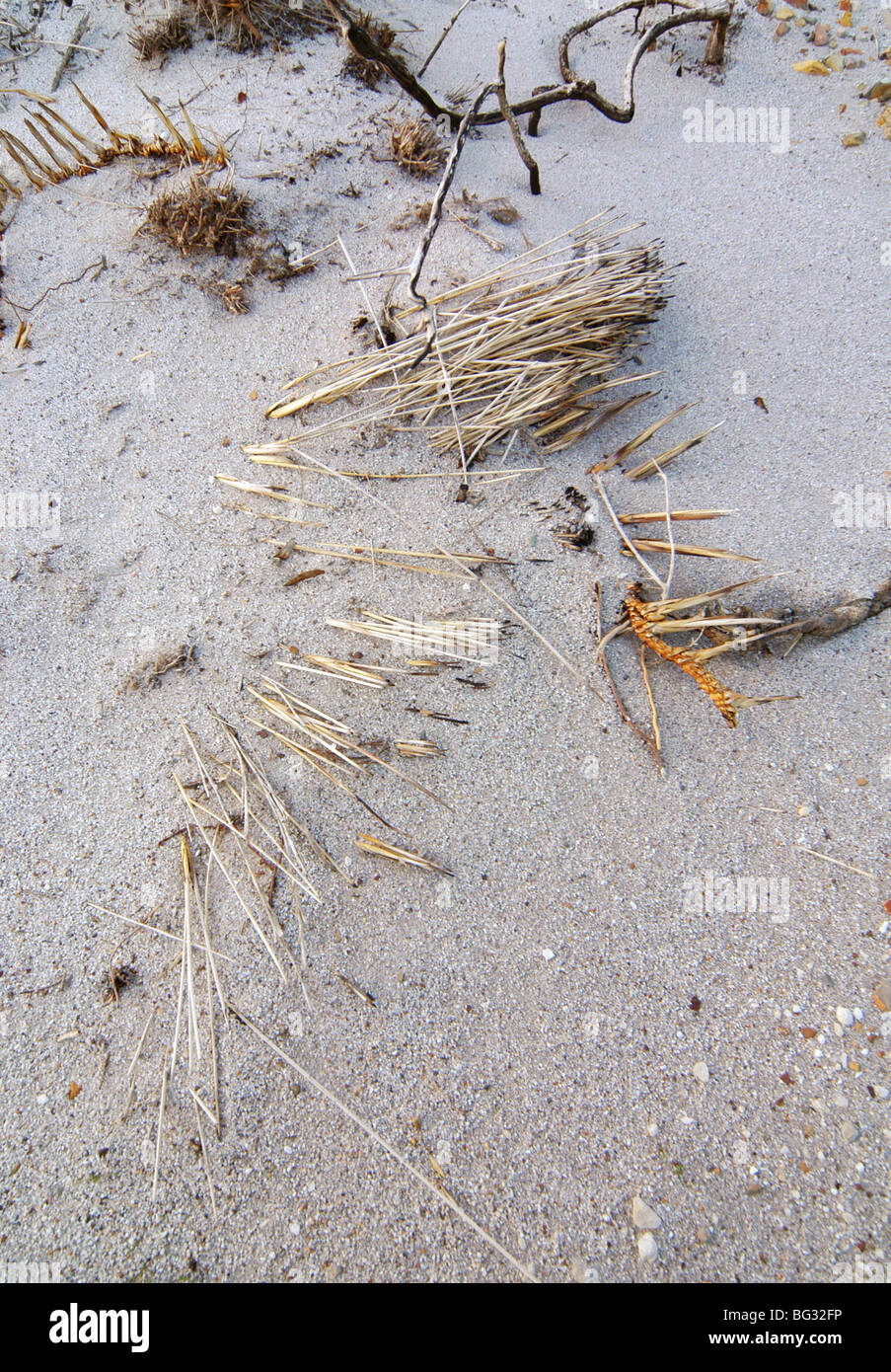 Burned grass and sand after a bush fire Stock Photo - Alamy