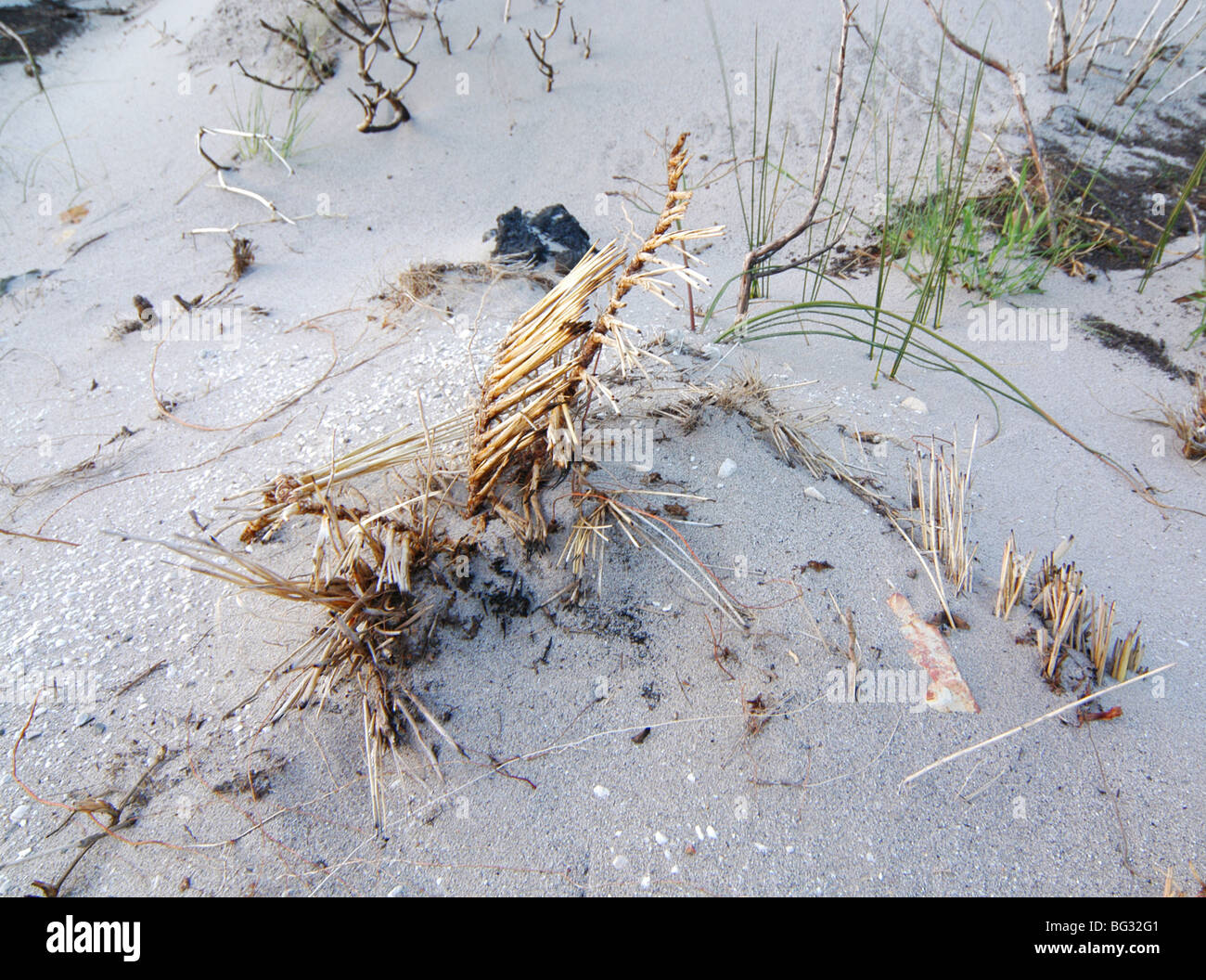 burned grass, new growth and infertile sand after a bush fire , Pringle ...