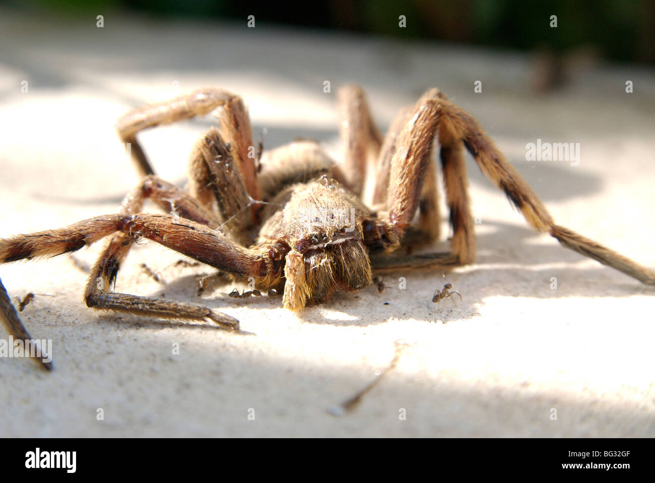 Palystes spider hi-res stock photography and images - Alamy