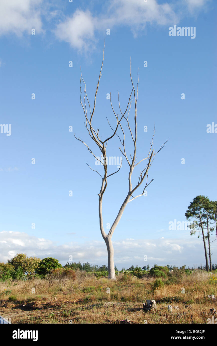 A tall dead tree reaching up to the clouds above Stock Photo - Alamy