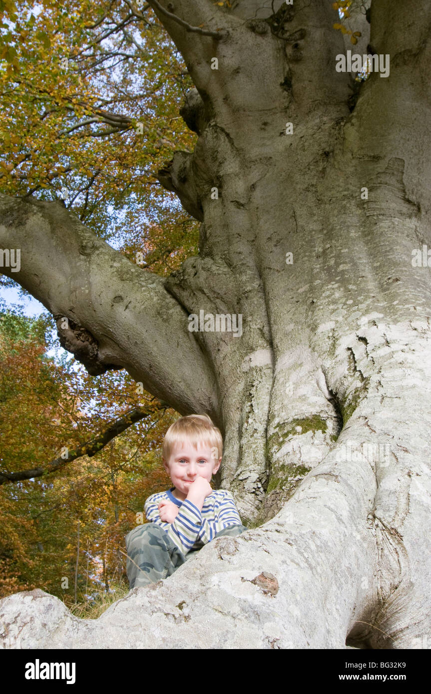 Beech tree fagus sylvatica small hi-res stock photography and images ...