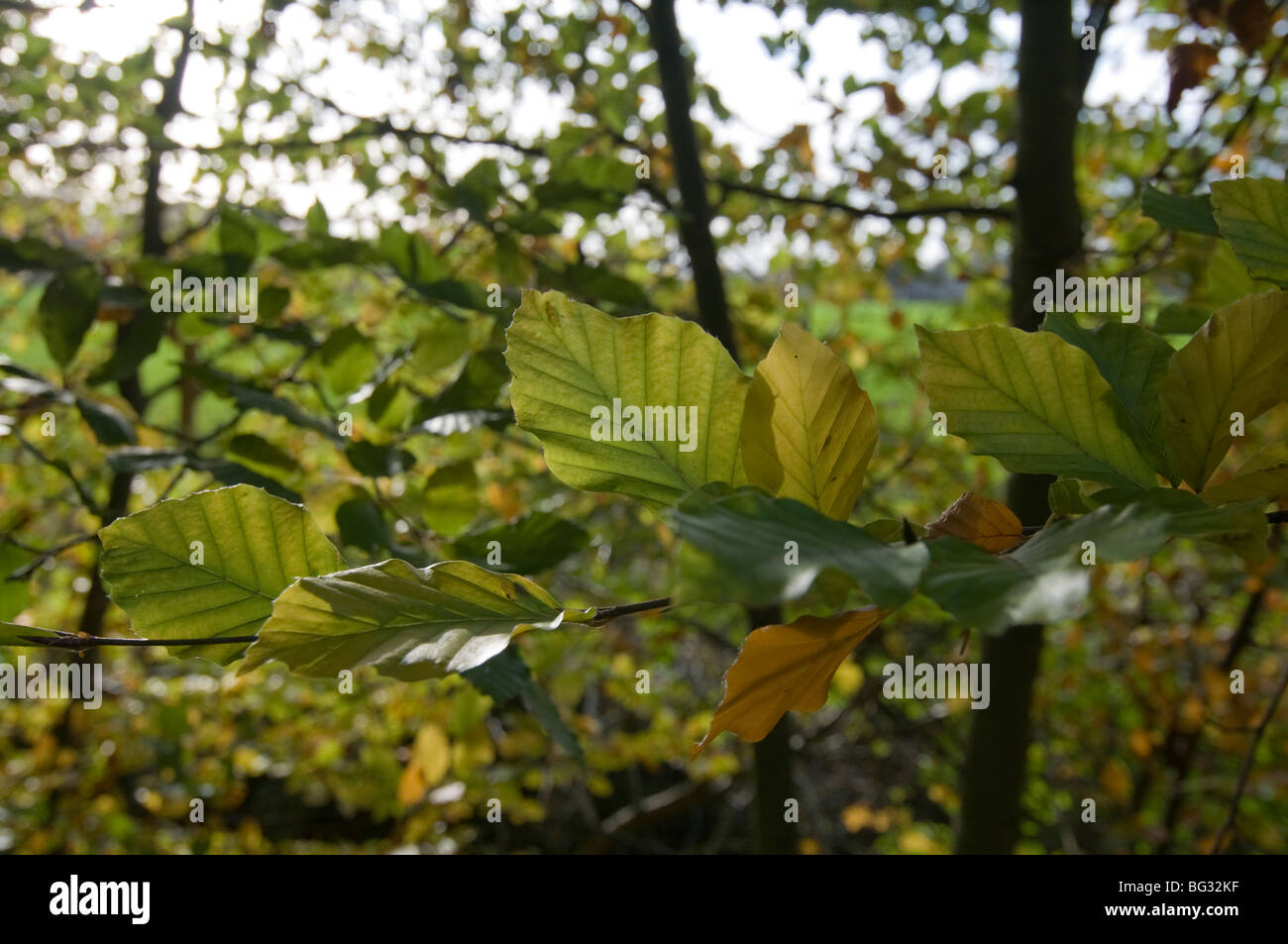 Beech tree (Fagus sylvatica) leaves Stock Photo - Alamy