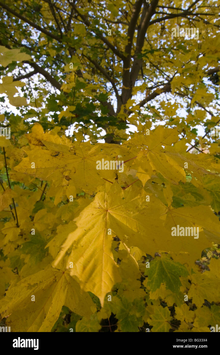 Sycamore tree leaves hi-res stock photography and images - Alamy