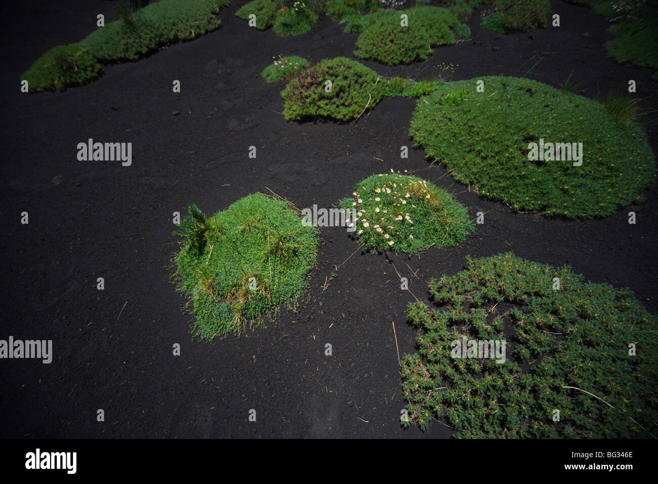 Sicily vegetation hi-res stock photography and images - Alamy