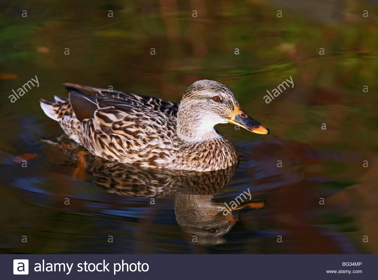 Female mallard paddling hi-res stock photography and images - Alamy