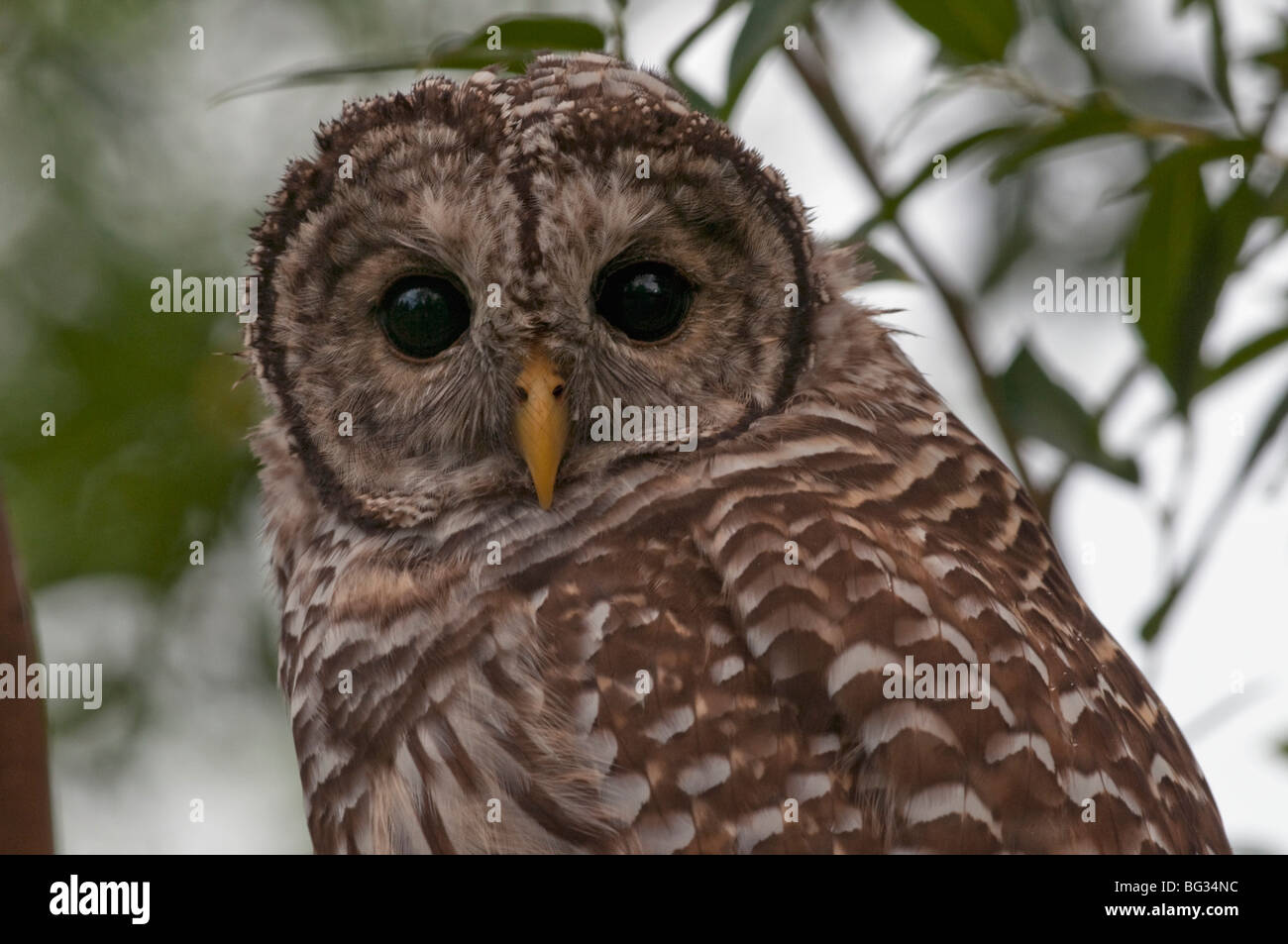Juvenile Barred Owl Hi Res Stock Photography And Images Alamy