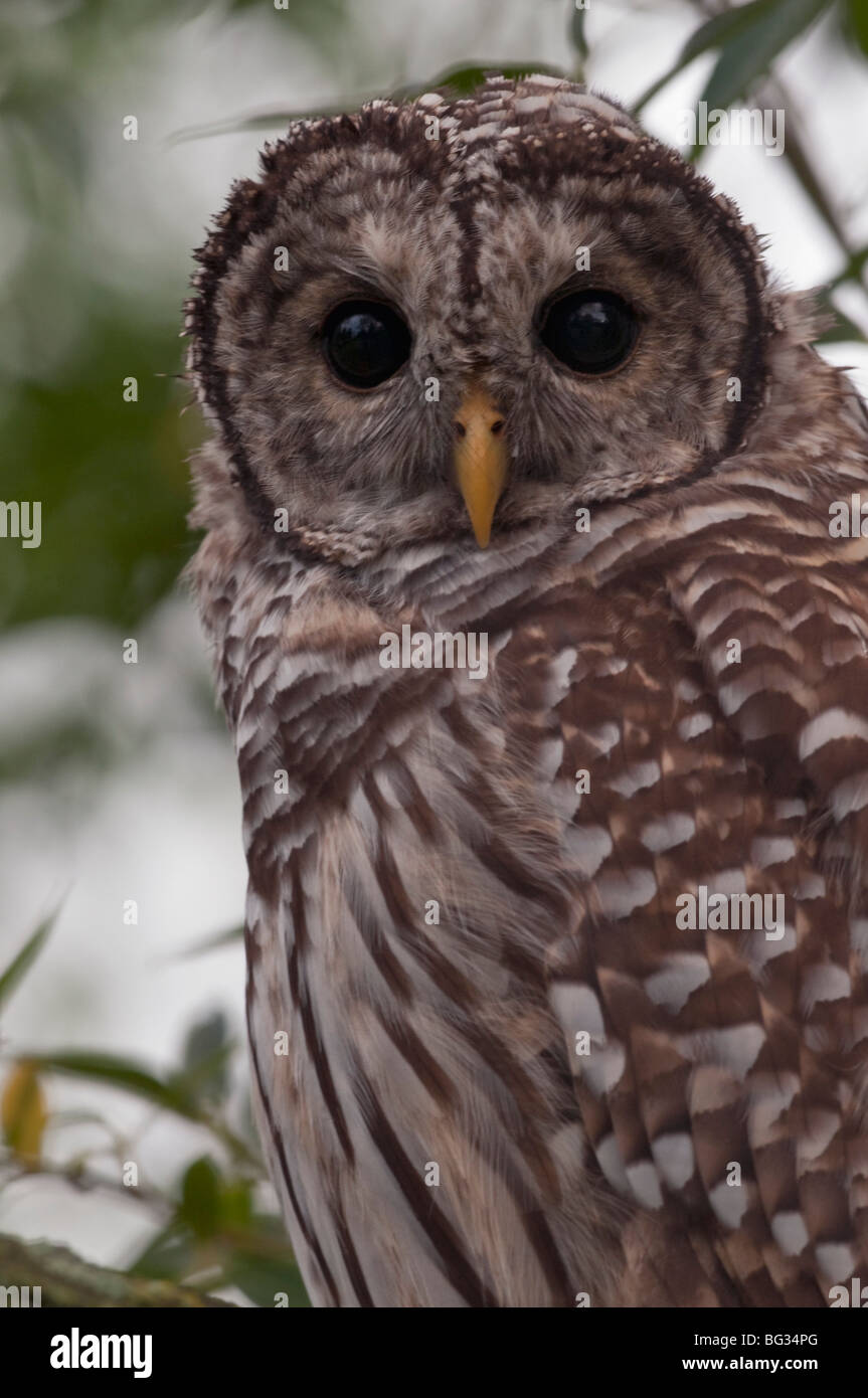 Juvenile barred owl hi-res stock photography and images - Alamy
