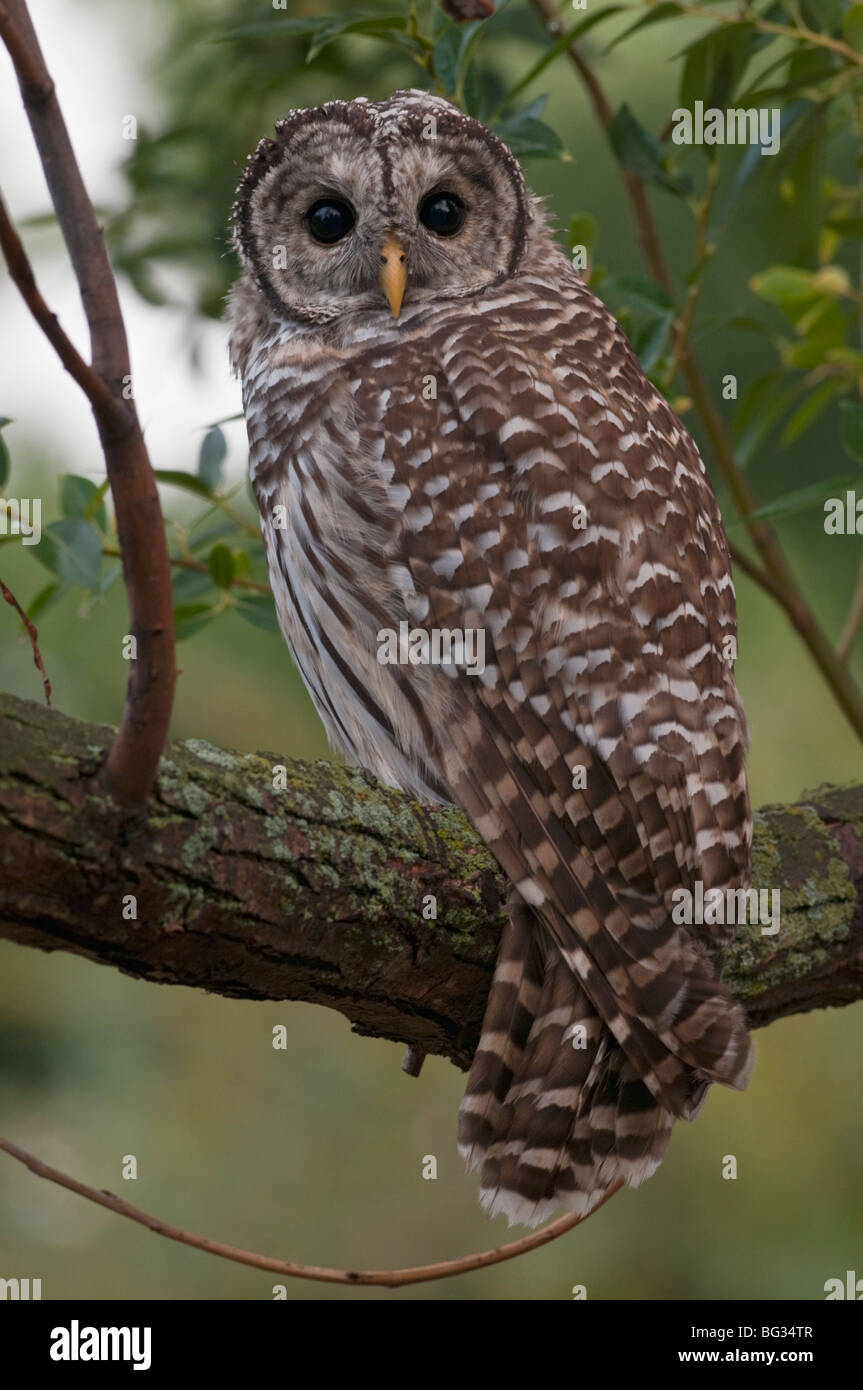 Juvenile barred owl hi-res stock photography and images - Alamy