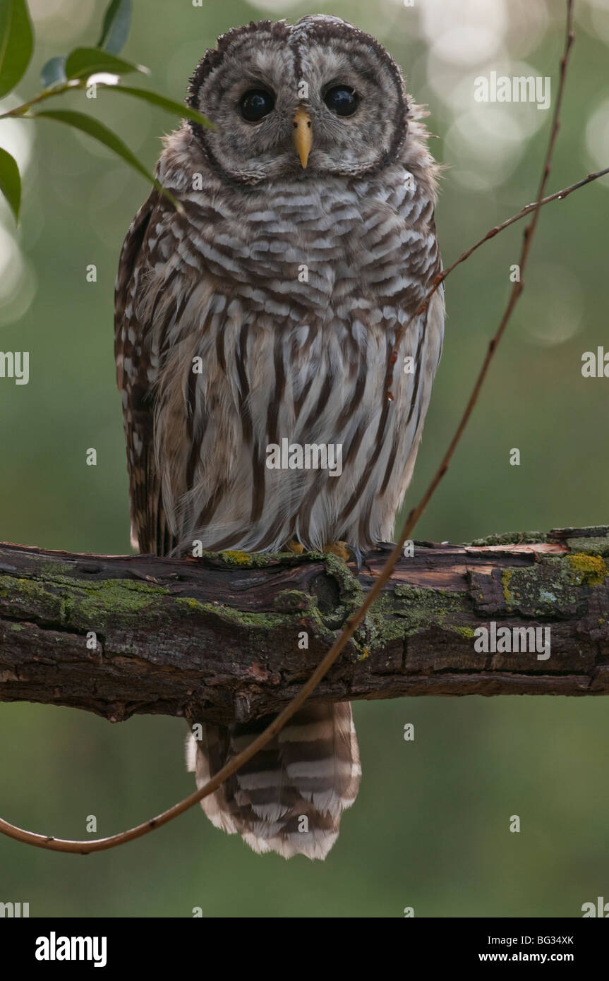 Juvenile barred owl hi-res stock photography and images - Alamy