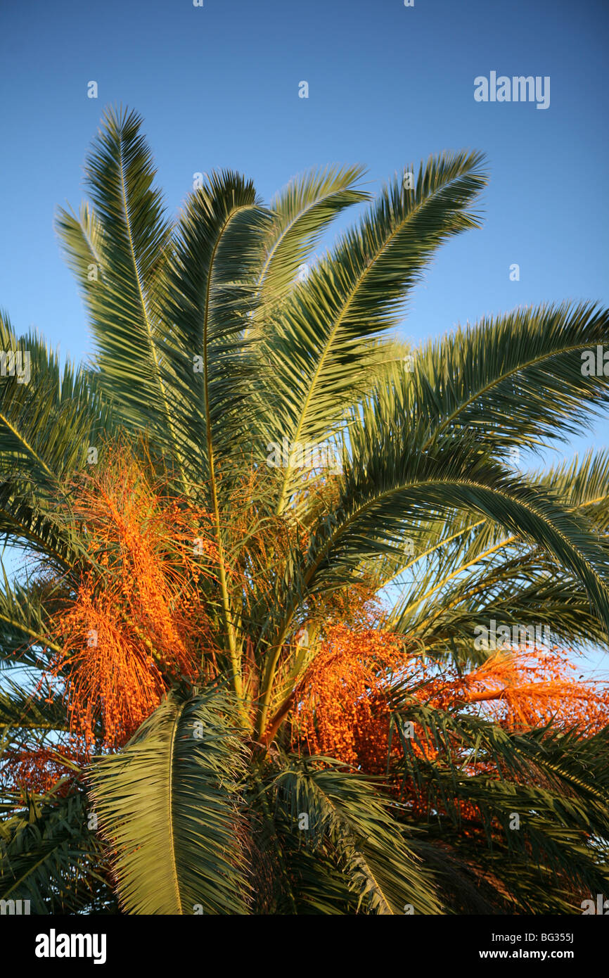 Phoenix dactylifera - crown of the date palm tree, fruiting Stock Photo ...