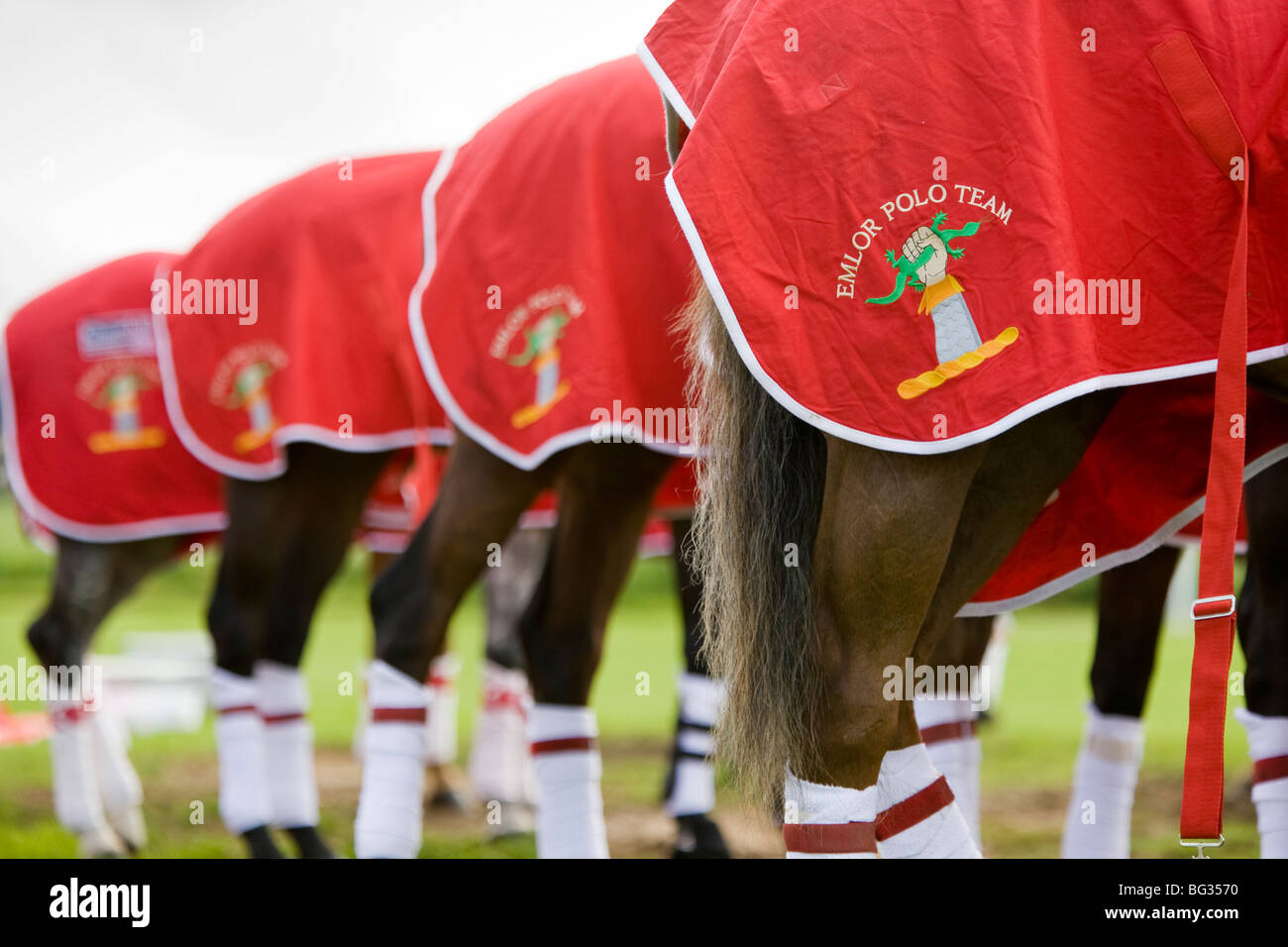 Close-up of a line of tethered polo ponies, each with a team coat ...