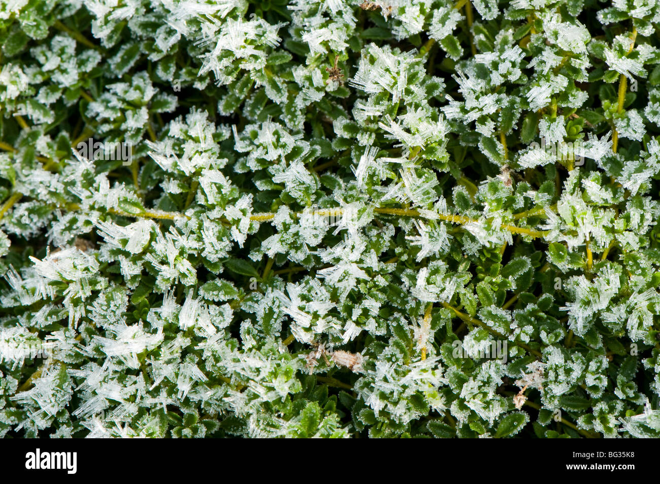 Thymus serpyllum, Snowdrift Wild Thyme Stock Photo - Alamy