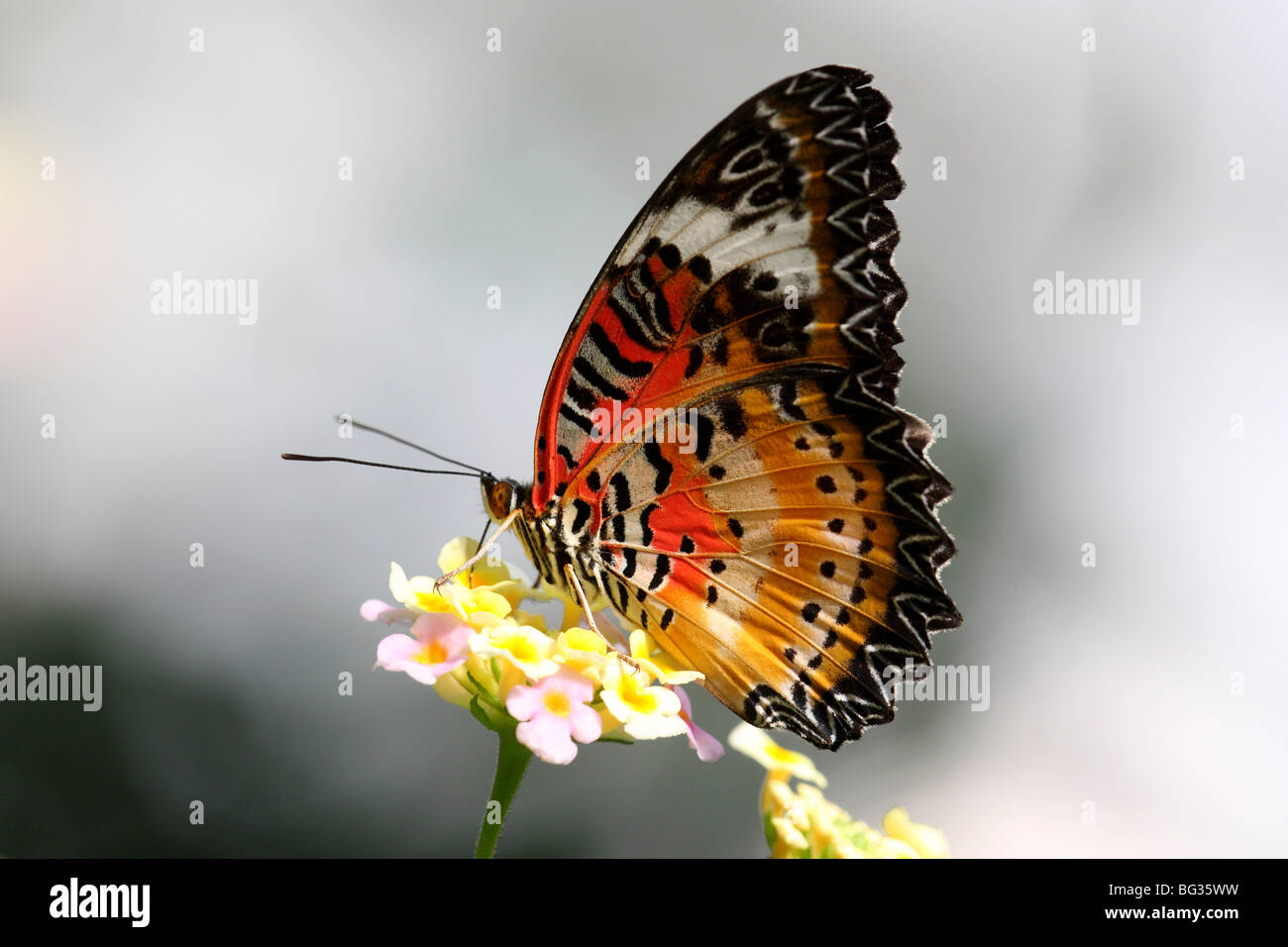 Leopard lacewings hi-res stock photography and images - Alamy