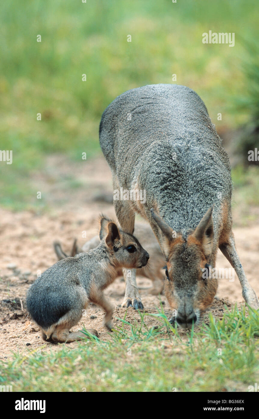 Cavies Mara High Resolution Stock Photography and Images - Alamy