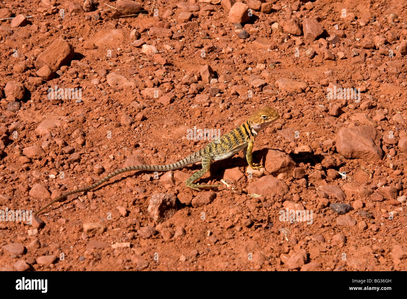 Desert collared lizard hi-res stock photography and images - Alamy