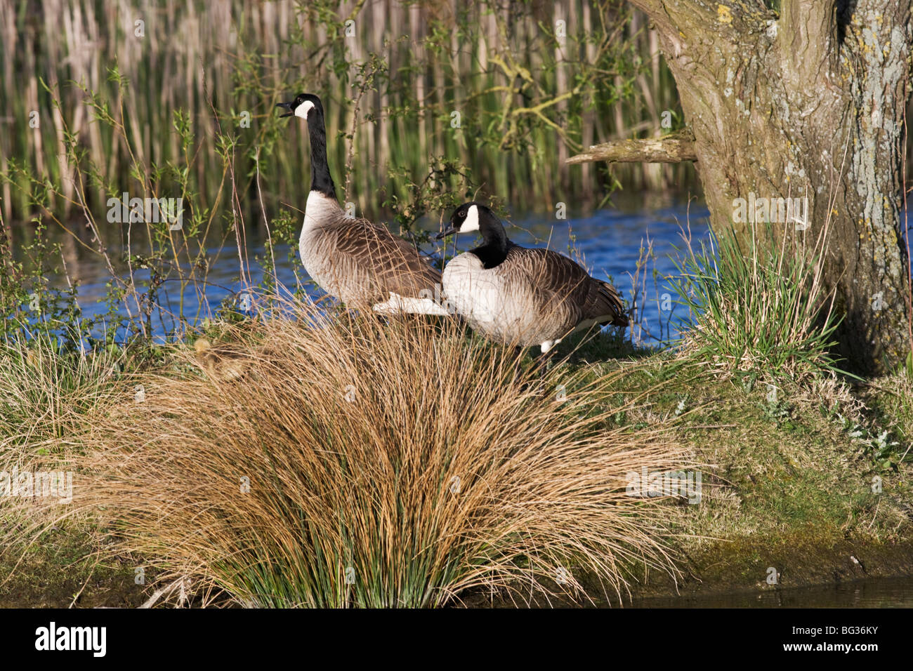 Canada Geese (branta canadensis) & goslings Stock Photo - Alamy