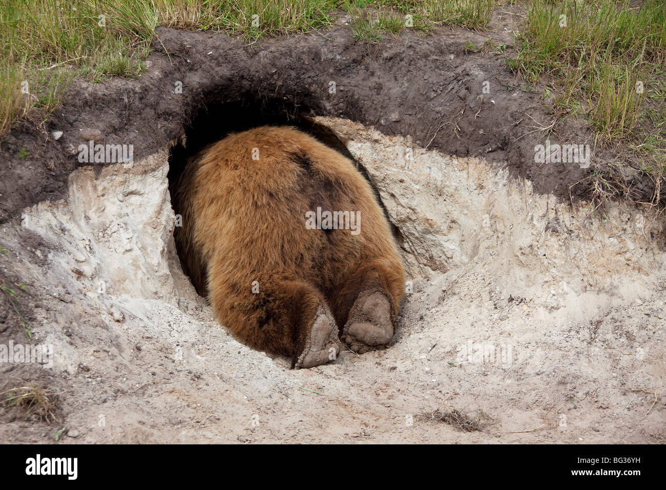 Eurasian Brown Bear (Ursus arctos arctos) creeping in its den Stock ...