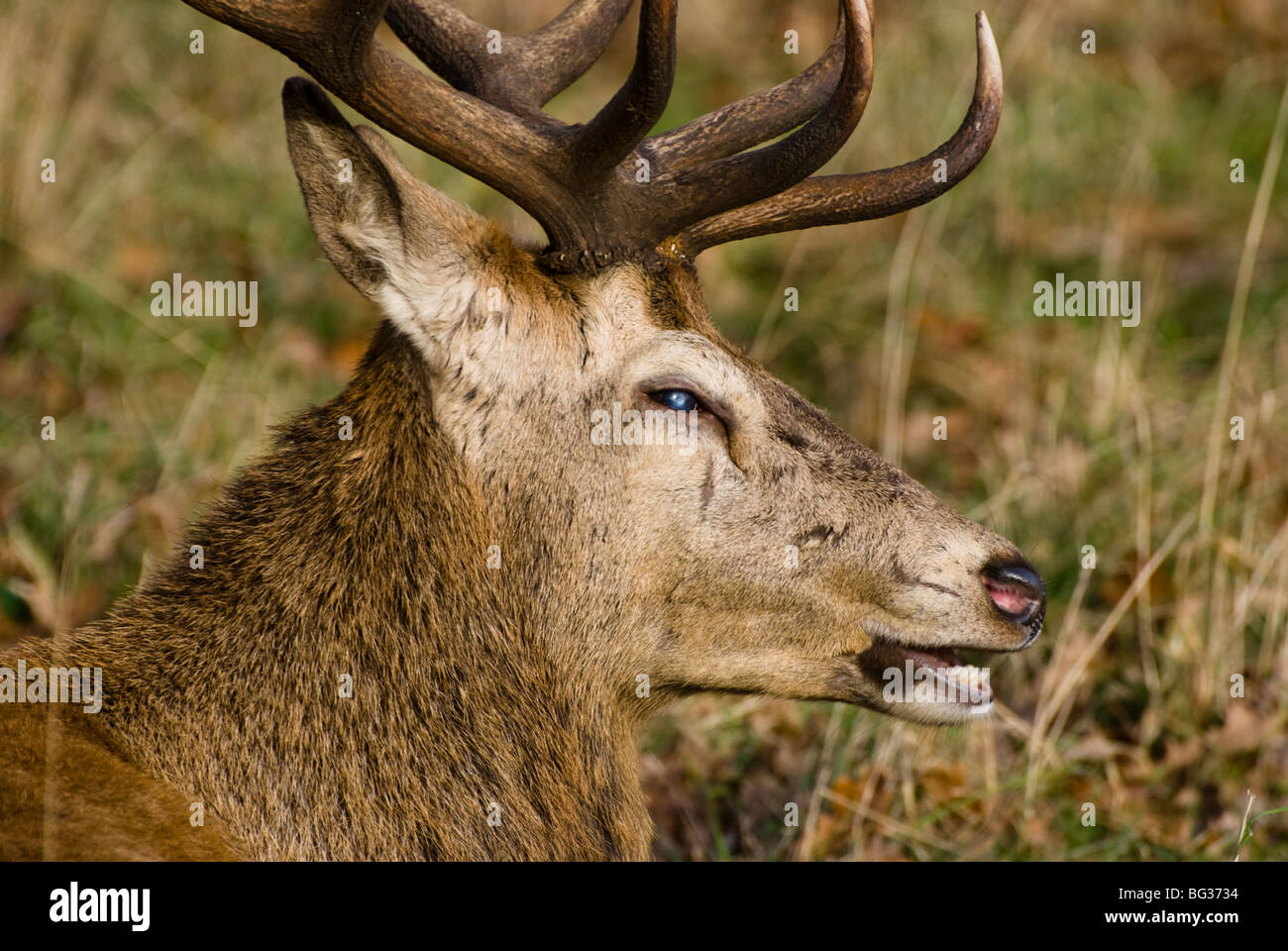 Stag hunt hi-res stock photography and images - Alamy