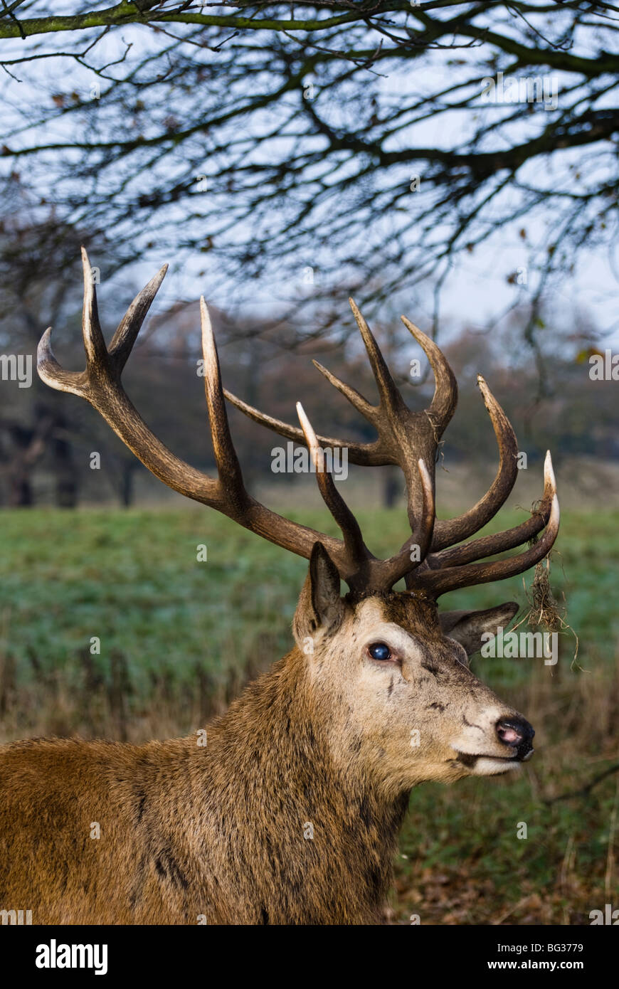 Adult male Red Deer stag (Cervus elaphus) in the grounds of Wollaton ...