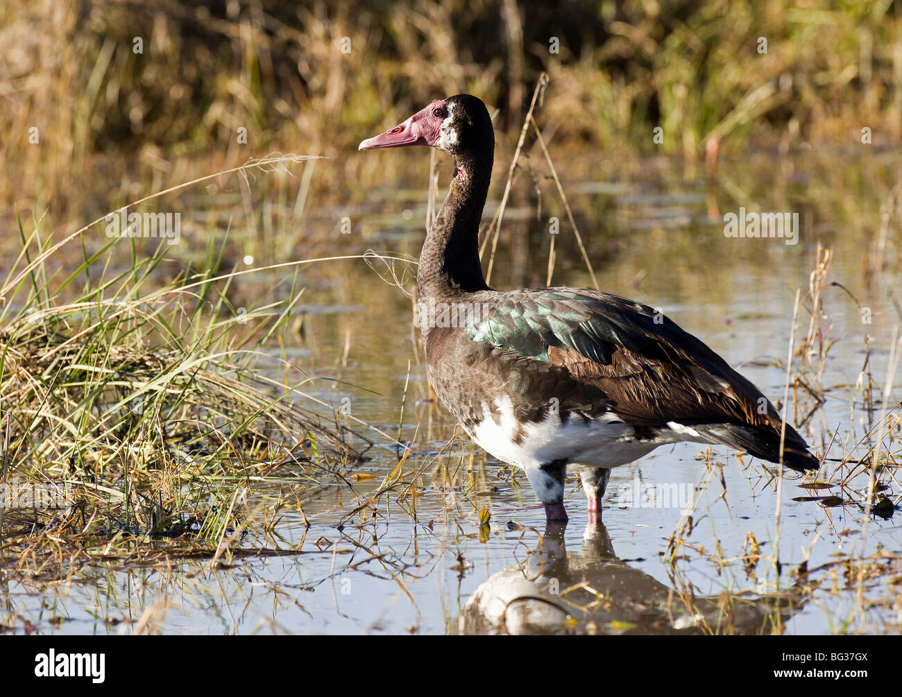 Spur-winged Goose - standing in water / Plectropterus gambensis Stock ...