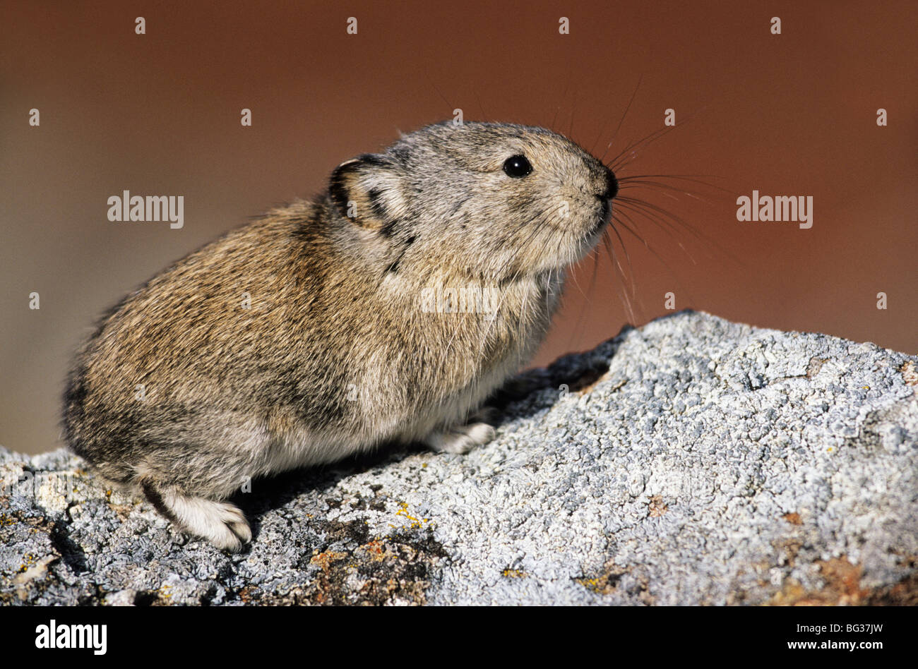 Collared Pika - standing on a stone / Ochotona collaris Stock Photo - Alamy