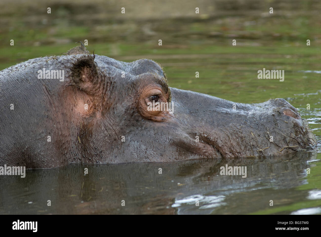 Common hippopotamus in captivity at Whipsnade Zoo in England Stock ...