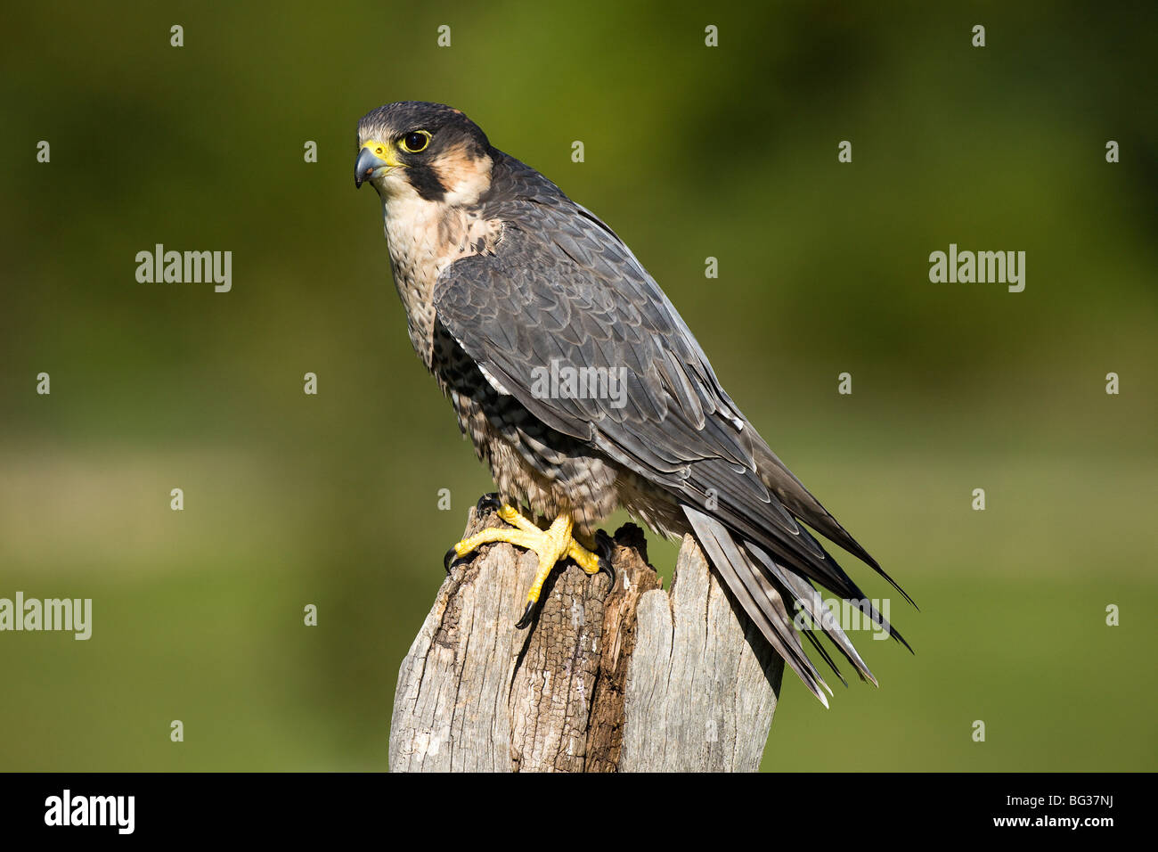Peregrine Falcon / Falco peregrinus Stock Photo - Alamy