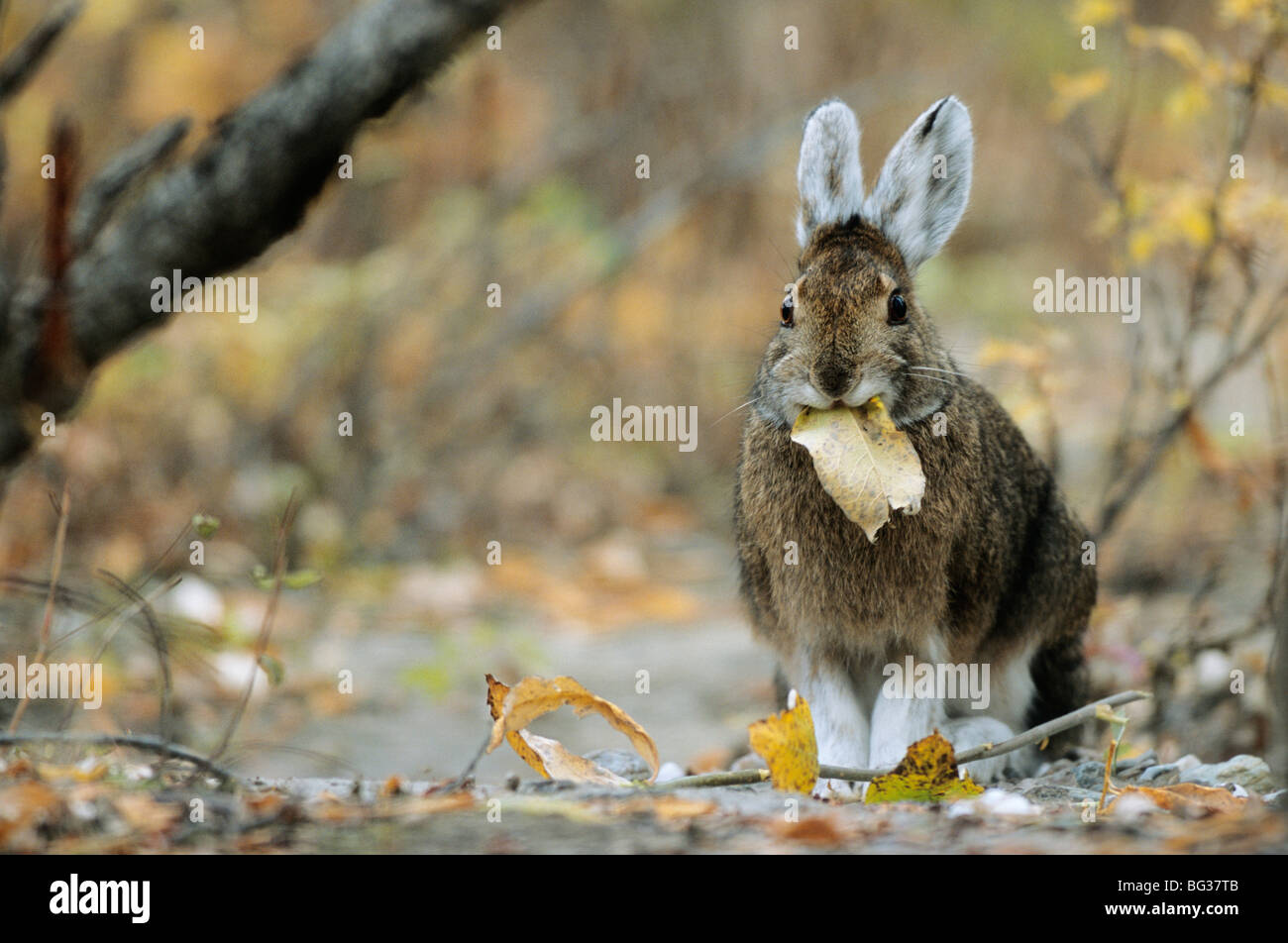 Snowshoe Hare