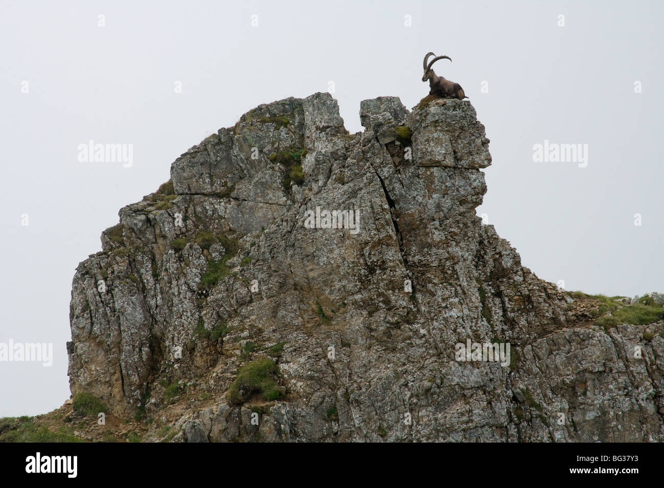 Ibex lying on rock hi-res stock photography and images - Alamy