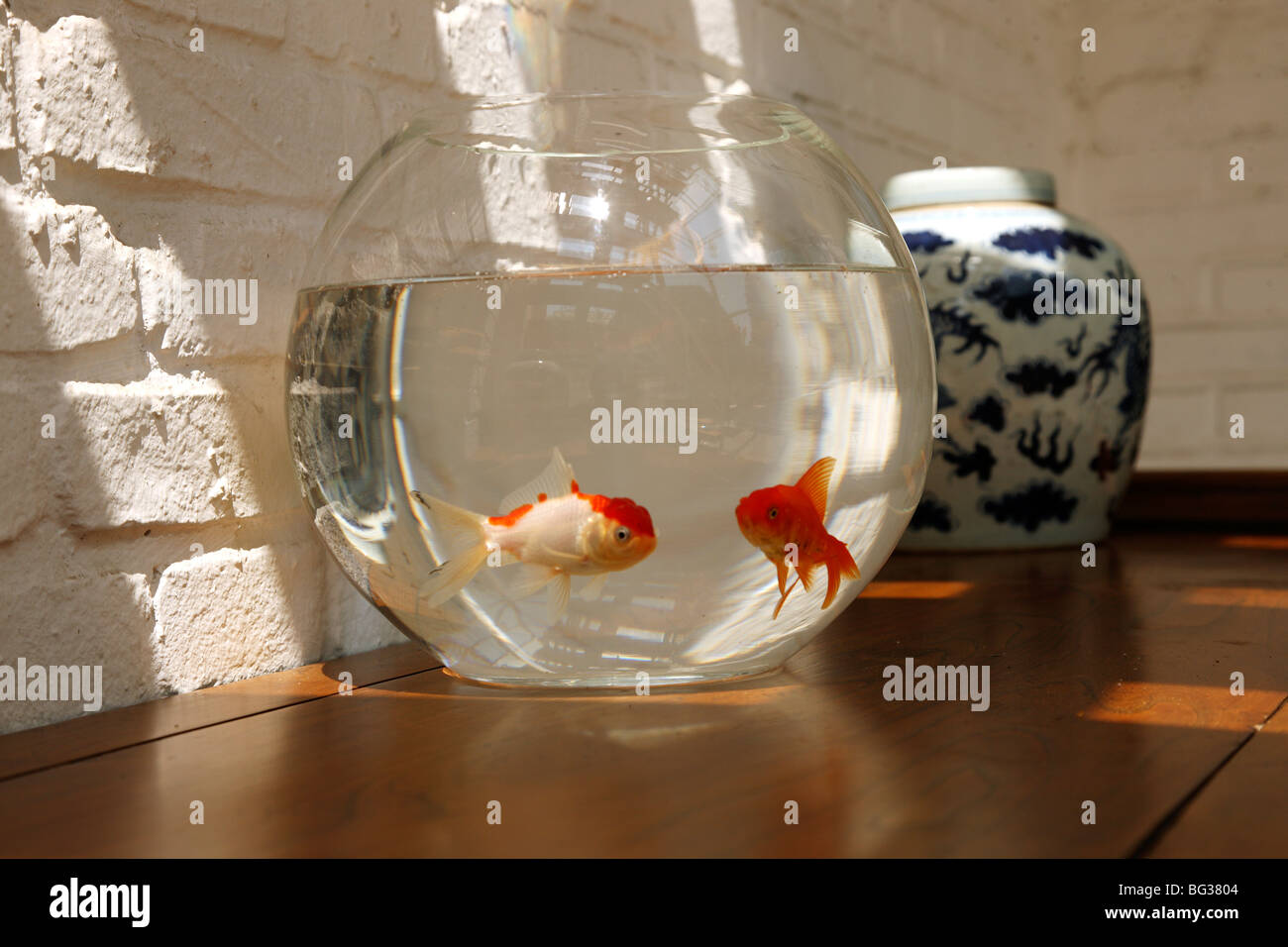 Goldfish bowl hi-res stock photography and images - Alamy
