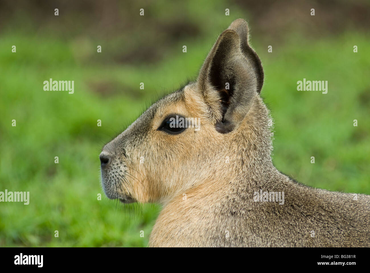 Maras animal hi-res stock photography and images - Alamy