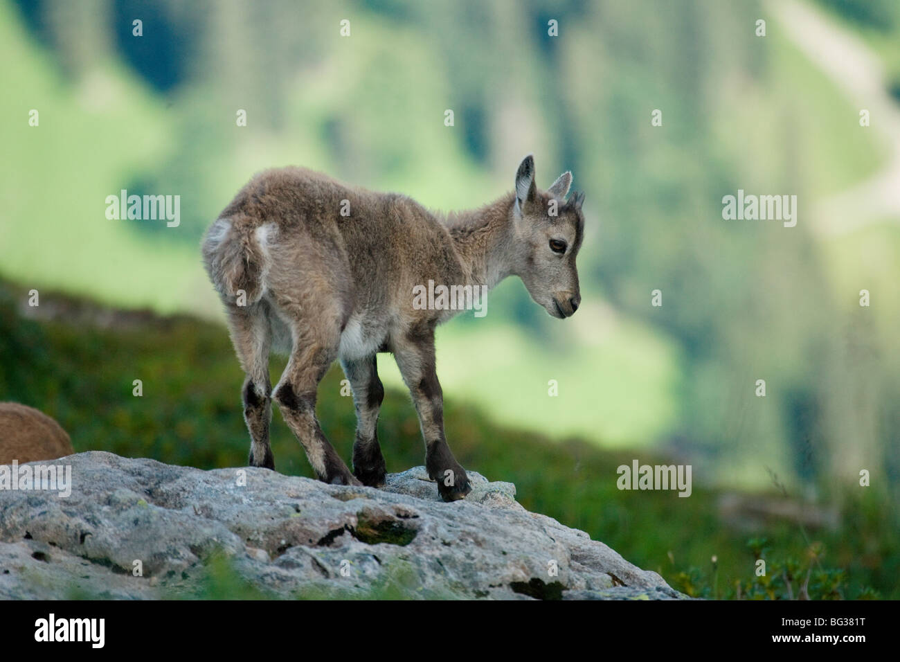 Alpine ibex - cub - standing Stock Photo - Alamy